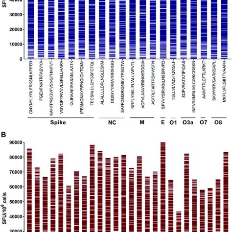 Overall Magnitude Of T Cell Response To The Predicted Sars Cov 2