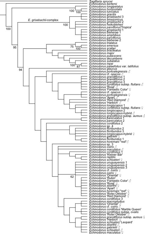 The Single Most Parsimonious Tree Obtained In The Combined Analysis Of
