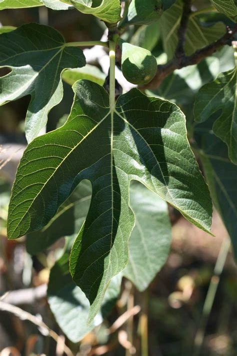 Feigenbaum Rosso Striato Luberade