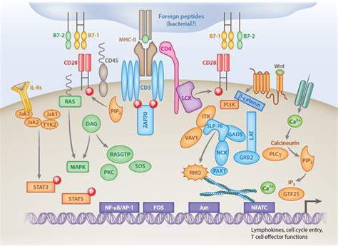 Tcr Signaling The Tcr Cd3 Complex Plays A Critical Role In The Download Scientific Diagram
