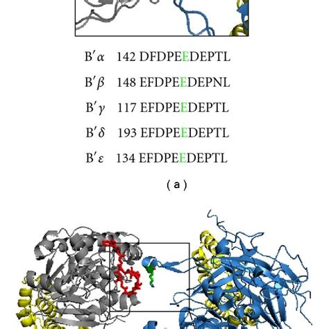 Diversity Of The B Regulatory Subunits And The Structure Of The Pp2a