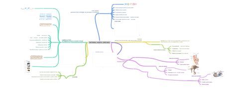 Sistemul Auditiv Urechea Coggle Diagram