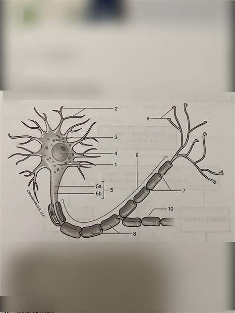 Anatomy Lab Diagram Quizlet