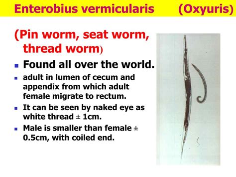 Ppt Classification Of Parasites Powerpoint Presentation Free