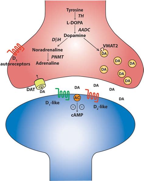 Epinephrine Pathway