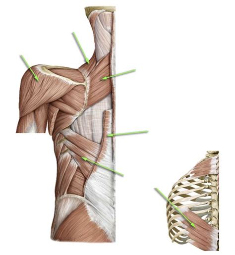 Intermediate Back Muscles Diagram Quizlet