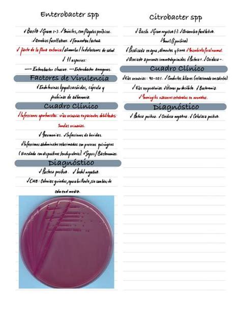 Citrobacter Spp Y Enterobacter Spp Solano Davalos Mario Udocz