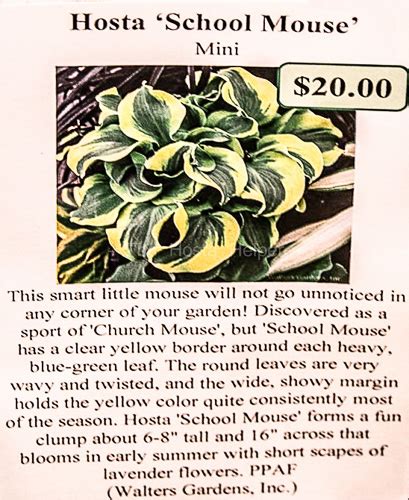 P17 Hosta School Mouse From The Hosta Helper Presented By Plantsgalorecom