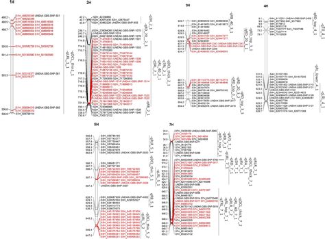 Frontiers Genetic Characterization Of Root Architectural Traits In