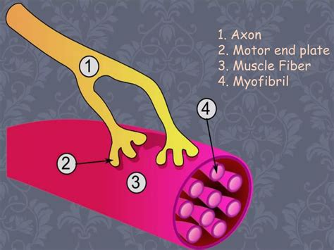 Depolarizing Neuromuscular Blockers Pptx