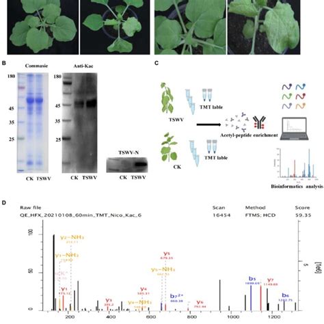 Analysis Of The Enrichment Of Lysine Acetylated Proteins In N Download Scientific Diagram