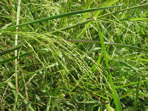 Panicum Dichotomiflorum Fall Panicgrass