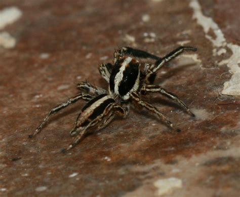 13 Common Spiders In Japan Go Look Explore