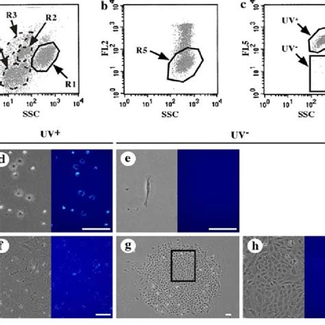 Facs Sorting Of Cells In A Qhsc Enriched Fraction And Morphology Of The