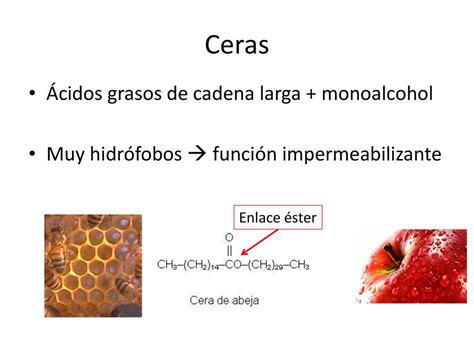 BioquÍmica Estructural Ppt Descargar
