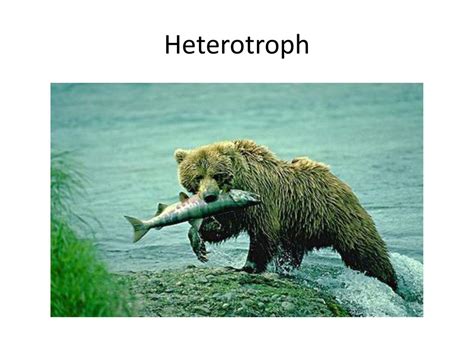 Ecology 30 Energy Pyramids Ppt Download