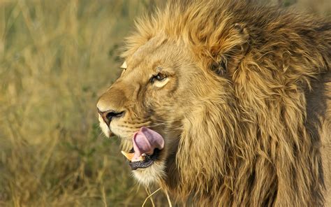 Images Of Lions In Africa