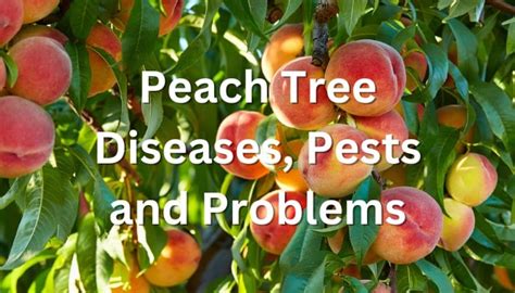 Peach Tree Diseases Pests And Problems Ultimate Guide