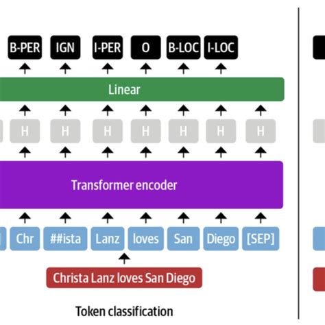 Ner Token Classification Using Transformer Encoder Models Like Roberta