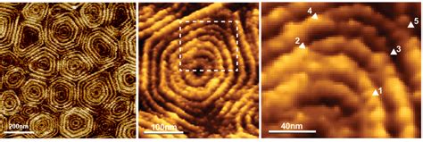 High Speed Atomic Force Microscopy Probing The Dynamics Of Biomolecules Biofísica