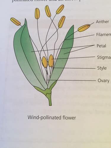Pollinationwind Pollination Flashcards Quizlet