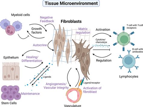 Fibroblasts Cells