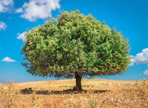 Types Of Trees In Morocco At Donna Casas Blog