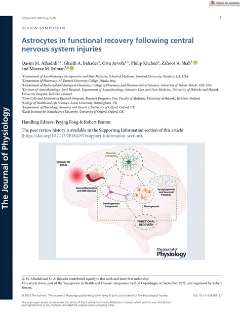 PDF Astrocytes In Functional Recovery Following Central Nervous