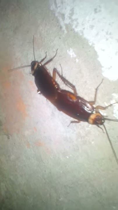 আরসোলা সেকস Youtube