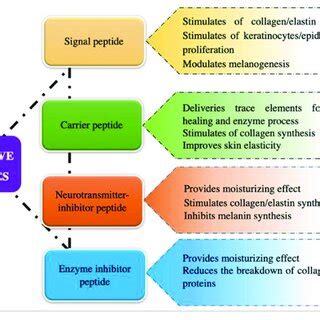 PDF Insights Into Bioactive Peptides In Cosmetics