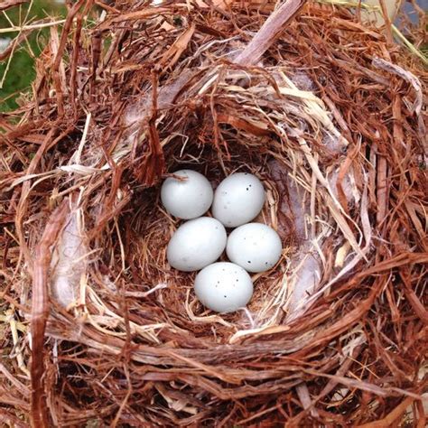 14 Extraordinary Bird Egg Facts Birds And Blooms