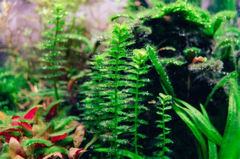 Co2가있는 민물 아쿠아 스케이프의 조류 다양한 종류의 조류로 자란 물고기 새우 및 식물이있는 가정 더러운 수족관 수조에 대한 스톡 사진 및 기타 이미지 Istock