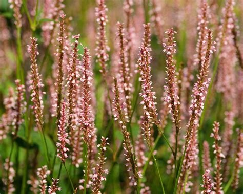 Persicaria Varieties 16 Stunning Varieties To Grow Gardeningetc