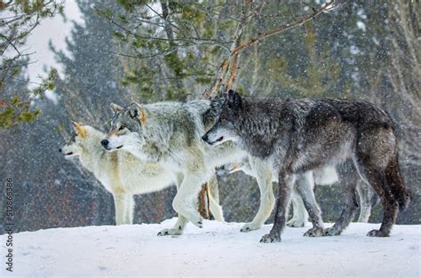 grey wolf pack hunting