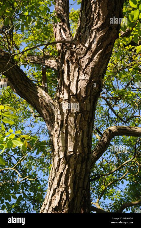 Hard Plant Stem Bark