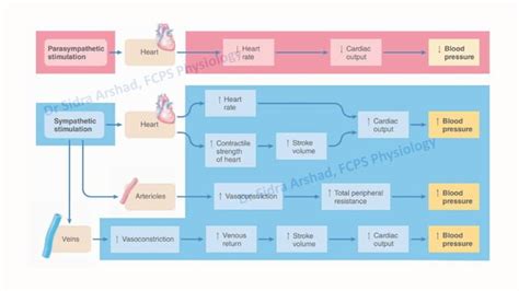 Cardiac Output Venous Return And Their Regulation PDF