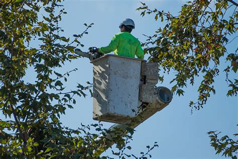 Tree Removal Techniques Brisbane Treeworx