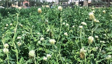 Fodder Crops Potential Maximizing Crop Yield And Income With Berseem