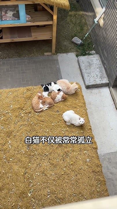 都说白猫在猫界地位很低，总是受孤立的那一个，这是真的吗？白猫 猫咪 流浪猫 流浪猫救助 猫咪日常 Youtube