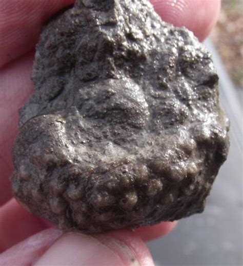 Is This A Sponge Fossil ID The Fossil Forum Is This A Sponge Fossil ID The Fossil Forum
