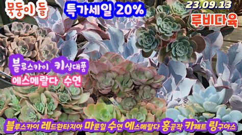 루비다육4묵둥이에스메랄다연봉블루스카이화이트팜수연카페트파랑새나나후크미니에프터글로우러우가을의서리홍공작