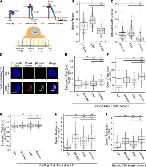 Restriction Of Icam 1 Lateral Mobility Promotes Lfa 1 Affinity Download Scientific Diagram