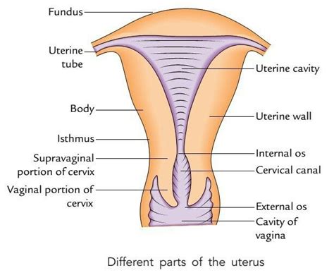 Vaginal Rugae Diagram