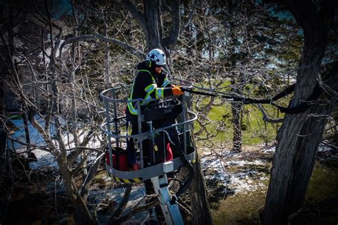 Cabling And Bracing Cobra Tree Support Sog Tree Care