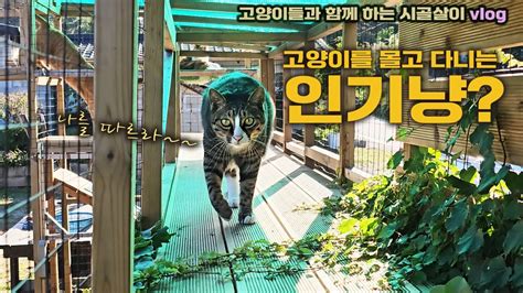 고양이를 몰고 다니는 고양이 고양이들과 함께 하는 시골살이 Vlog Youtube
