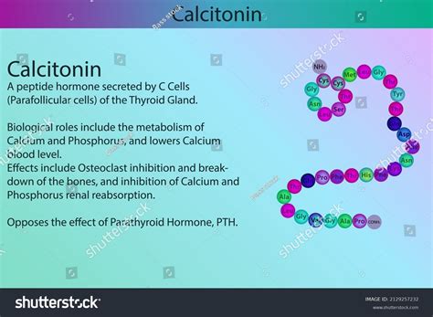 Calcitonin Hormone Peptide Structure Infographic Short Stock Vector Royalty Free 2129257232