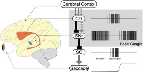Figure 3 From Basal Ganglia Circuits For Reward Value Guided Behavior