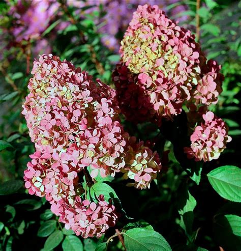 Гортензия Конфетти (Hydrangea Confetti): описание и фото | блог ...