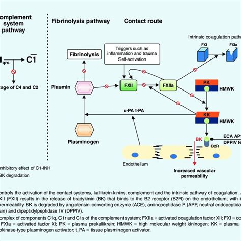 C Inhibitor C INH Sites Of Action In Contact Systems Download Scientific Diagram