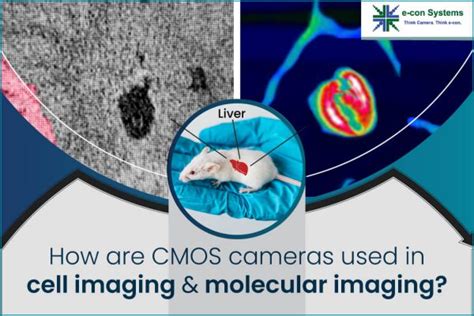 How Are Cmos Cameras Used In Cell Imaging And Molecular Imaging E